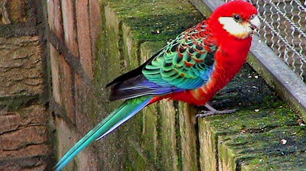 Jenis-jenis Burung Parkit Rosella