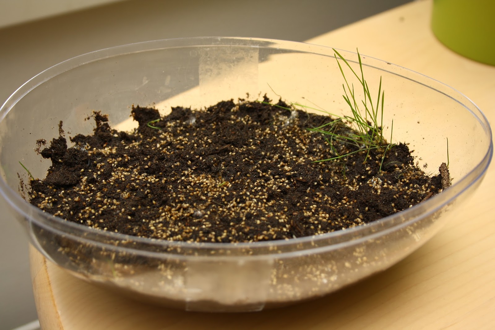 Silausta vailla: Masentava rairuoho