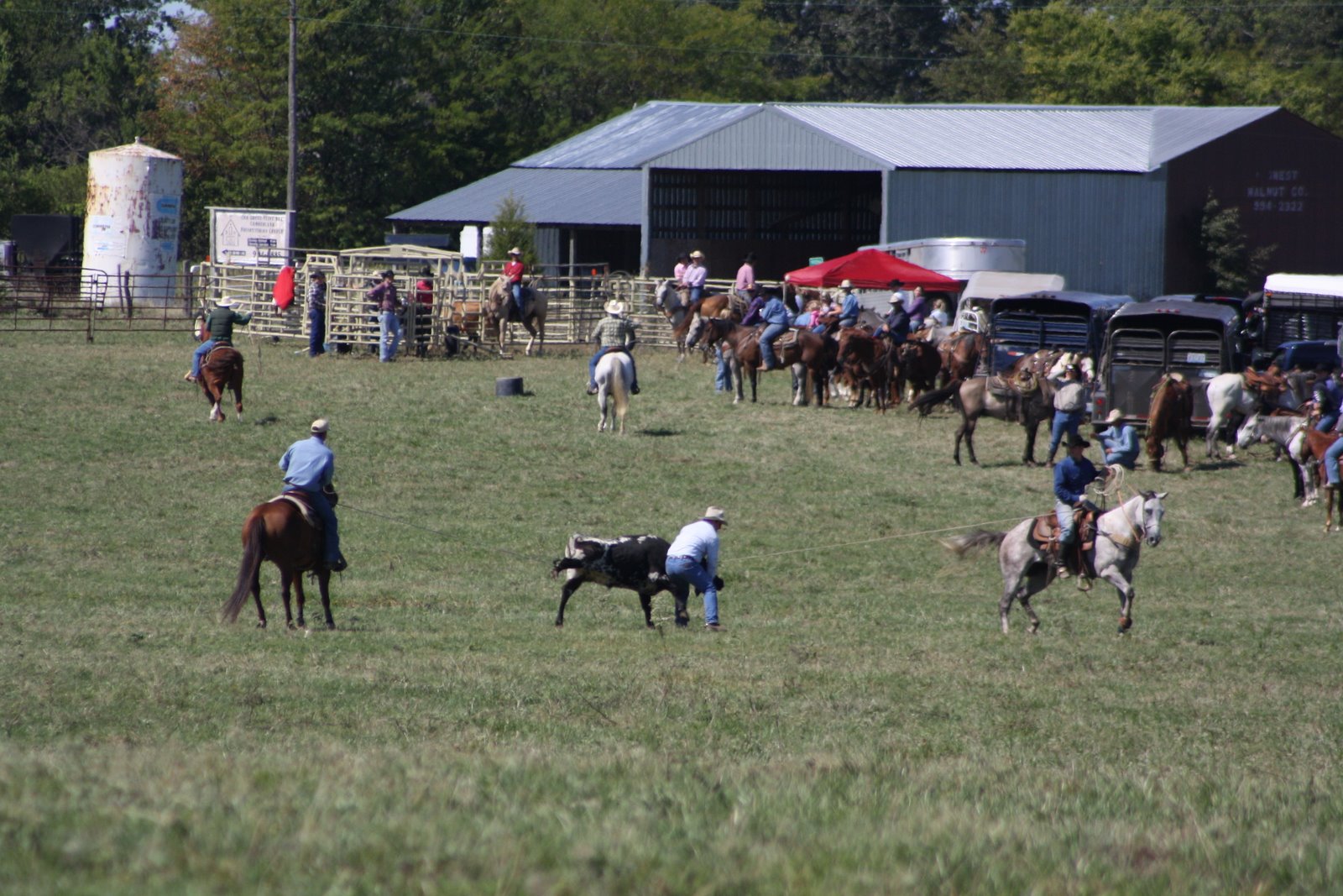 PairADice Mules: More Pasture Roping