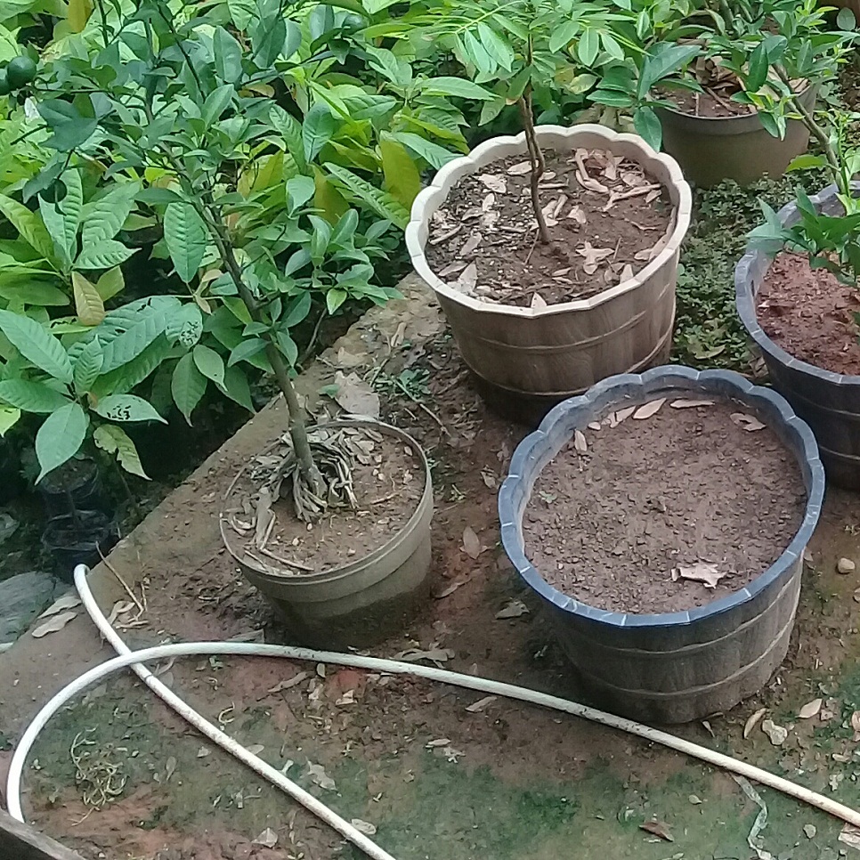 Cara Penanaman Tanaman Tabulampot - Sekolah Blog