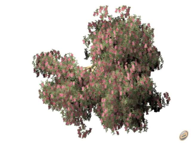 Arboles Autocad Photoshop: Árboles en Planta. Imágenes