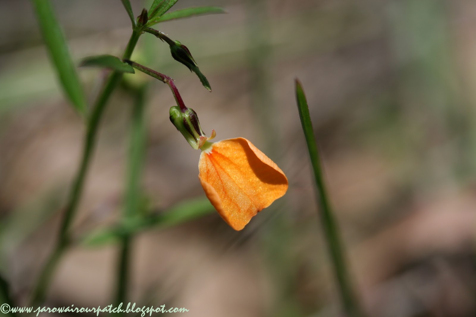 Spade Flower (Hybanthus stellarioides) 26/12/11