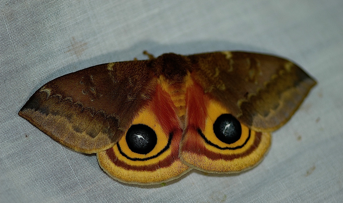 Field Biology in Southeastern Ohio: Silk Moths, Neuroptera, and other ...