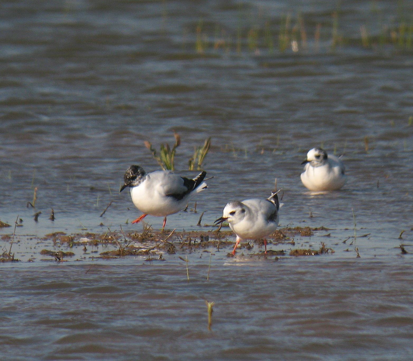 Hedgeland Tales: Little Gulls