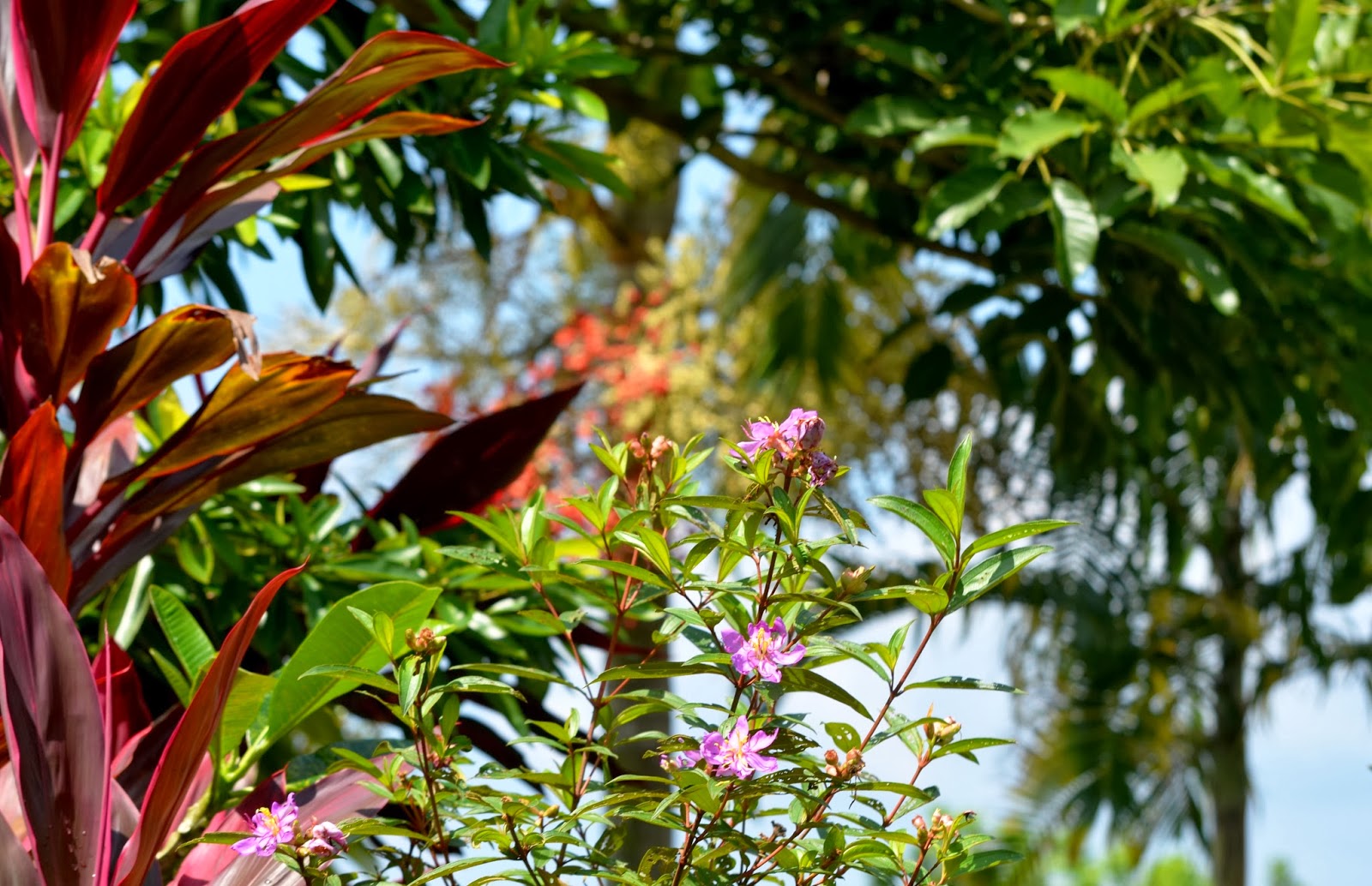 my Gardening Projects: The Kambatik garden