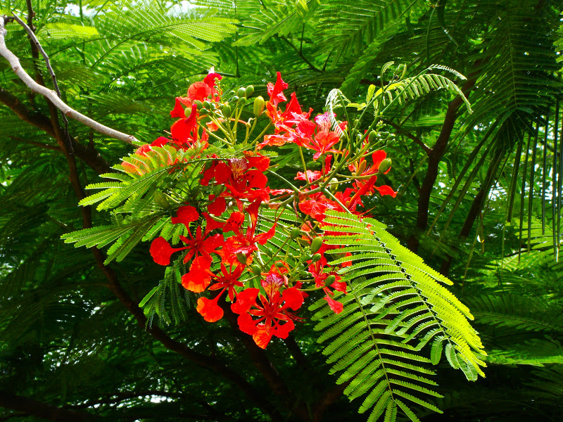 Tamarindo, Costa Rica Daily Photo: Lady Gaga Fern