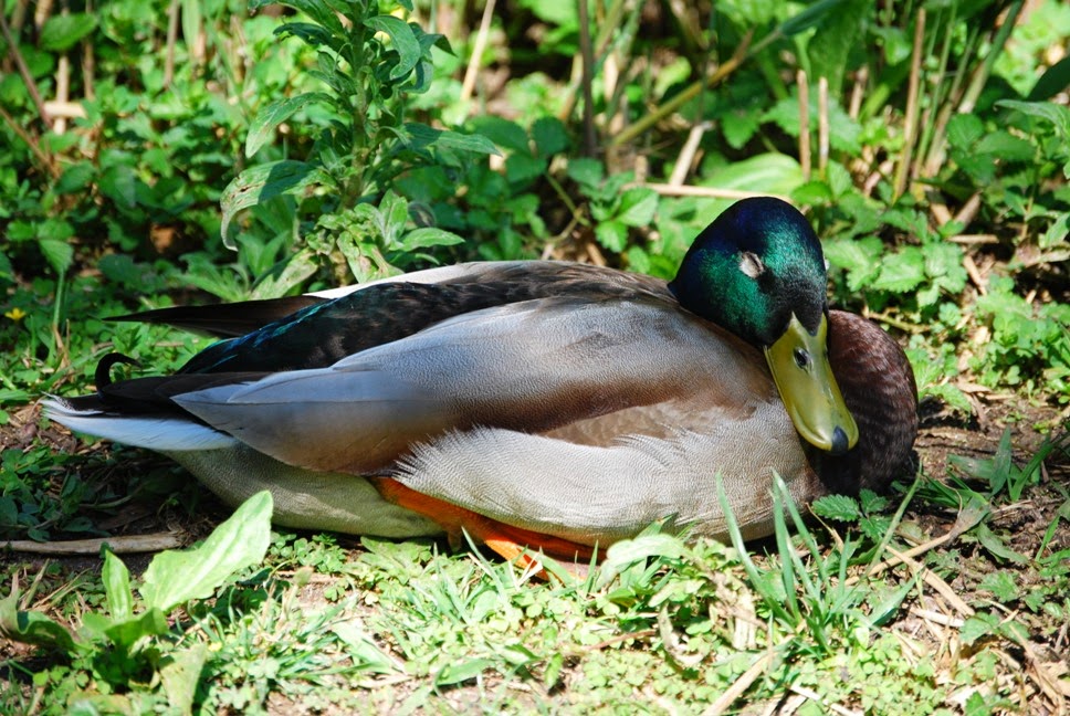 Flores, Cores e Amores: Tema verde do mês - Verde pato