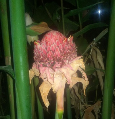 Tanaman Hias Honje (Kecombrang) Dengan Manfaat Segudang | SAYA SUKA BUNGA