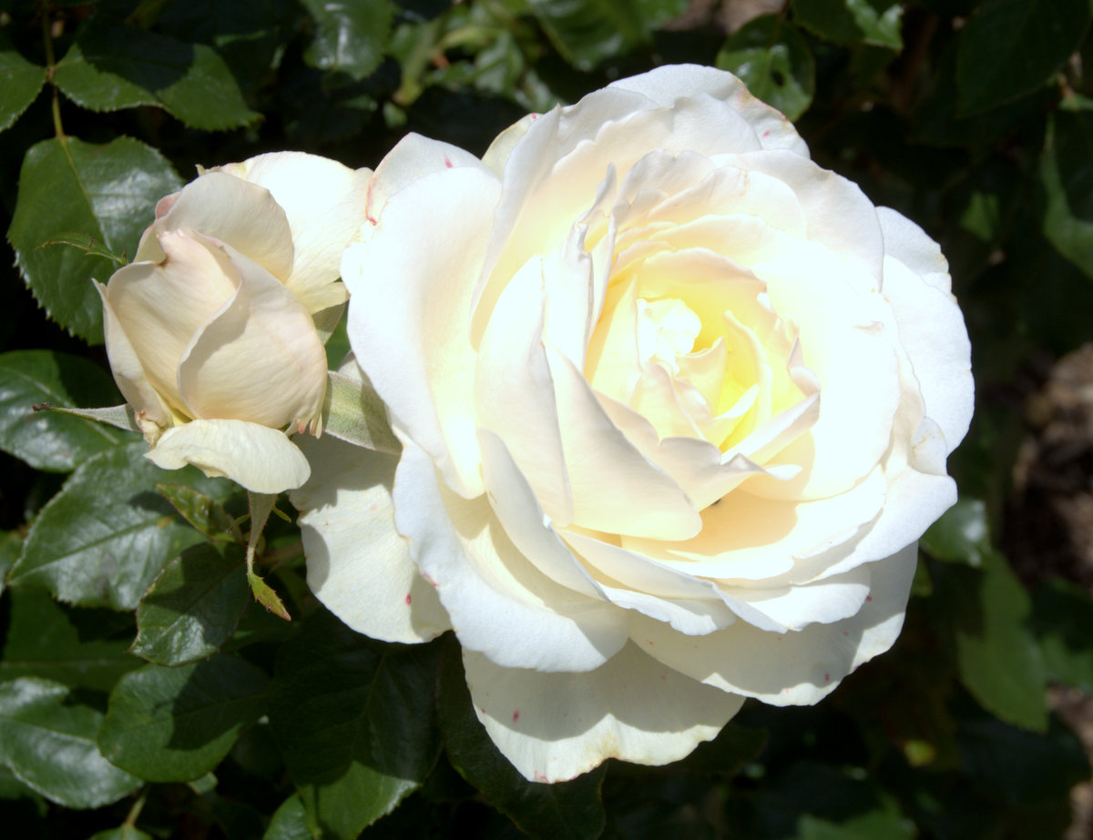 Organic Garden Dreams: May Roses
