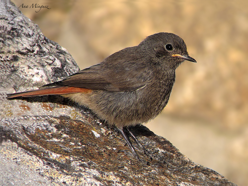 NATURANAFOTOS: Colirrojo tizón