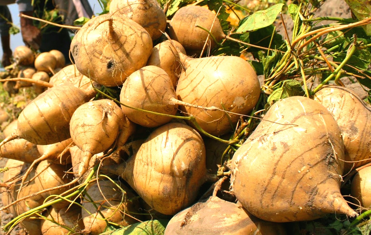 Ang Alamat ng Singkamas - Buklat: Kuwentong Pilipino