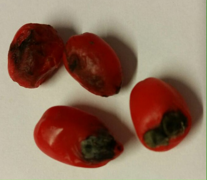 Cultivarea Goji in Romania: Putregaiurile - daunatorii arbustilor si al ...