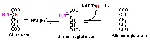 Apuntes para novat@s de Enfermería: Tema 24 - TRANSAMINACIÓN Y DESAMINACIÓN