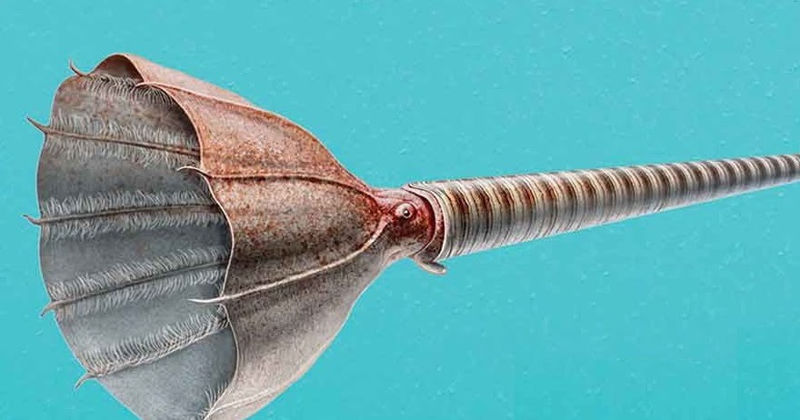 Species New to Science: [Paleontology • 2018] Endocerids: Suspension ...