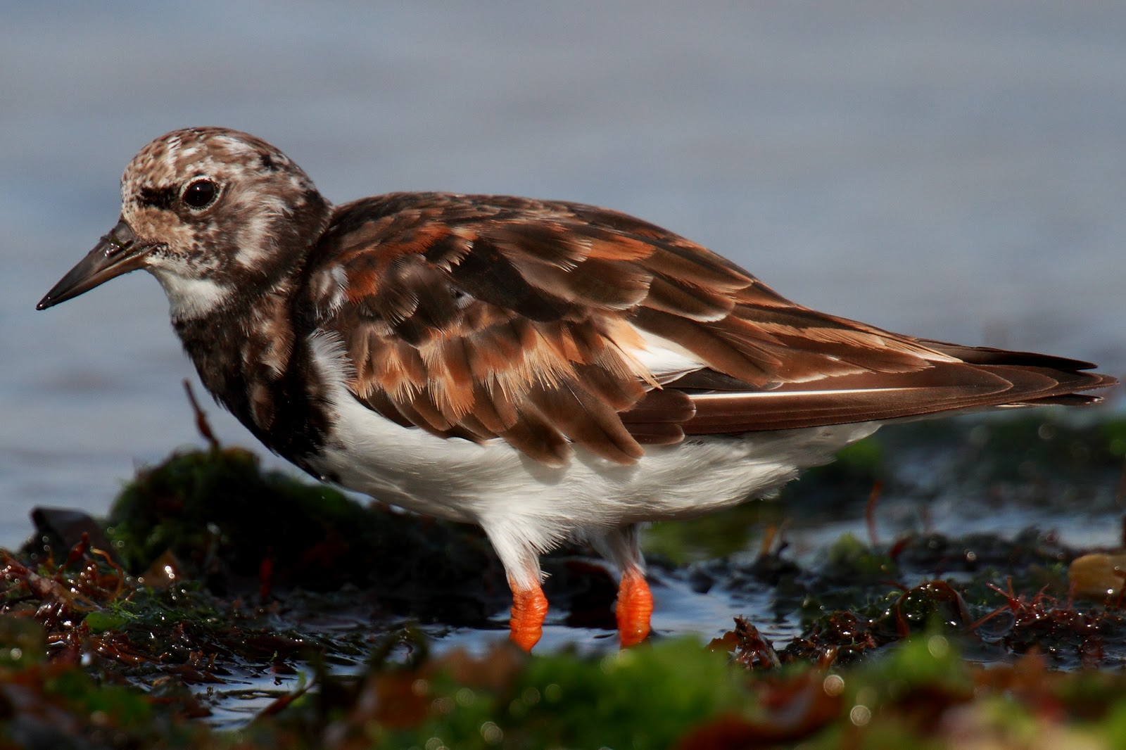 Diario de un Aprendiz de Naturalista: Arenaria interpres