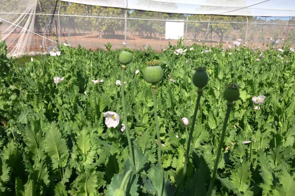 anna maria: More opium poppy crops for Australia
