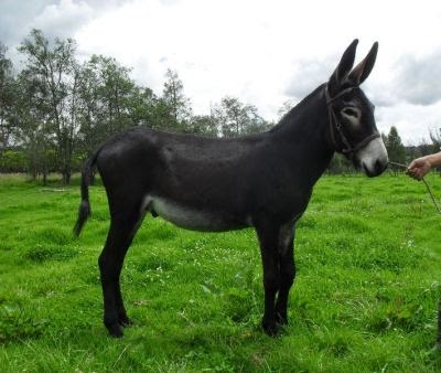 Cuando yo te digo que el burro es negro…