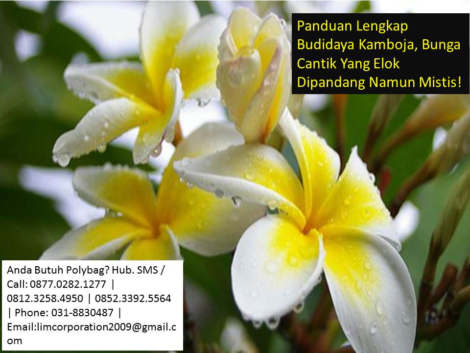 Cari Gambar Bunga Kamboja Di Pot