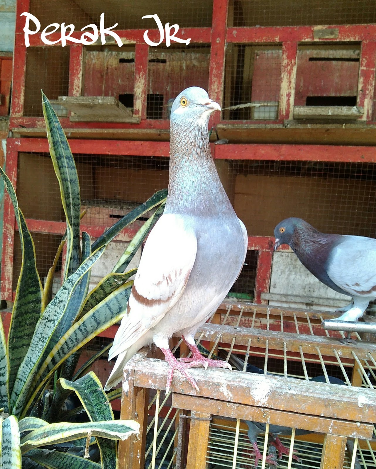 MERPATI BALAP TINGGIAN