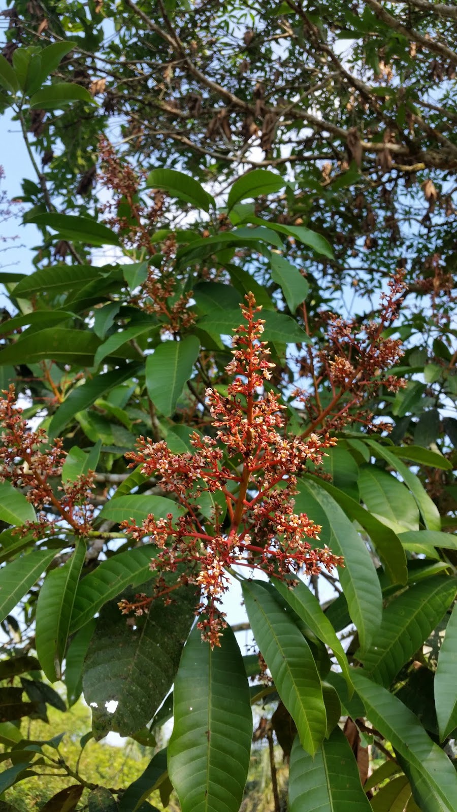 Warisan Petani: Musim Bunga
