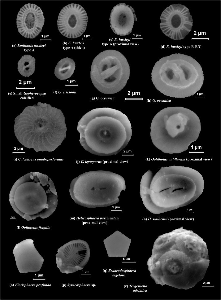 Paleontología y Evolución en la UCM: La helada relación entre el mar de ...