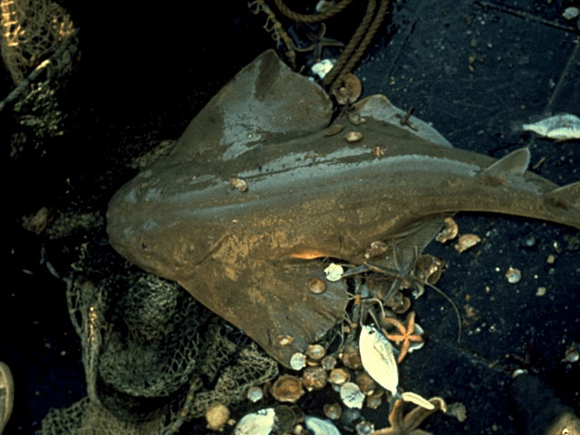 Smoothback Angelshark