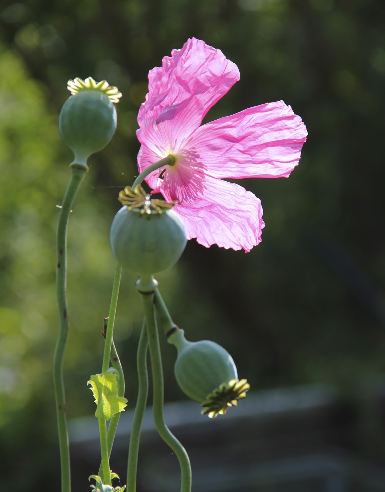 Faye Christian Phillips