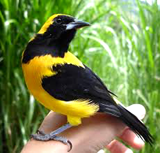 Bellas Aves de El Salvador: Icterus chrysater (chiltota de espalda ...