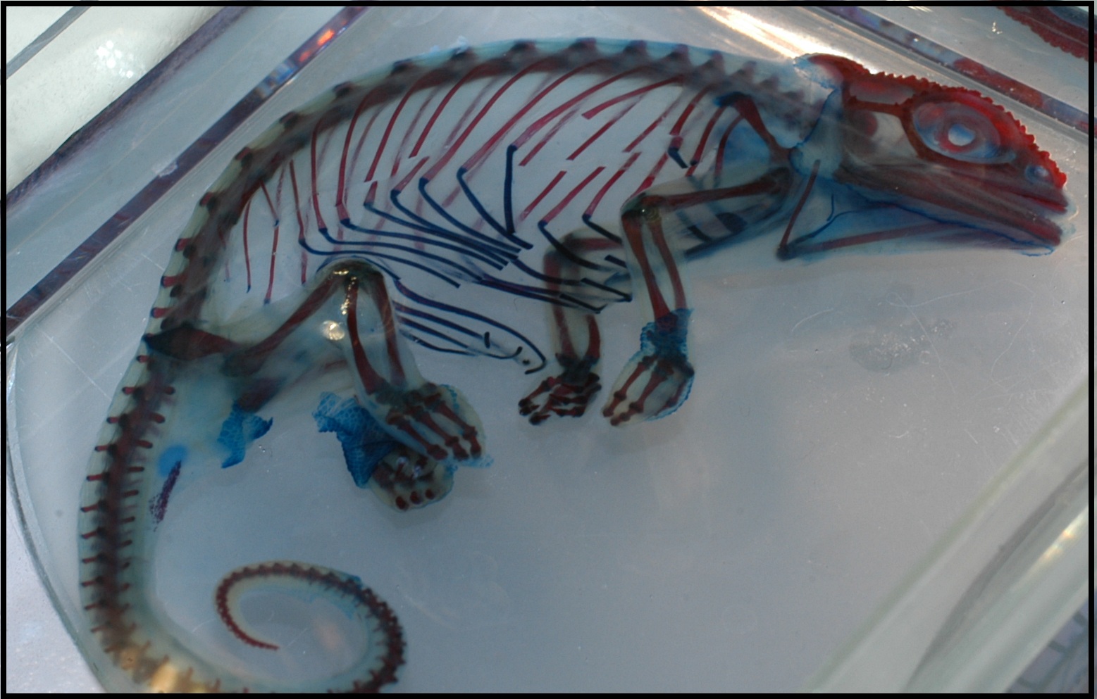 Biology of the Reptilia: Lab 1: General Anatomy of Reptiles. Chalaza ...