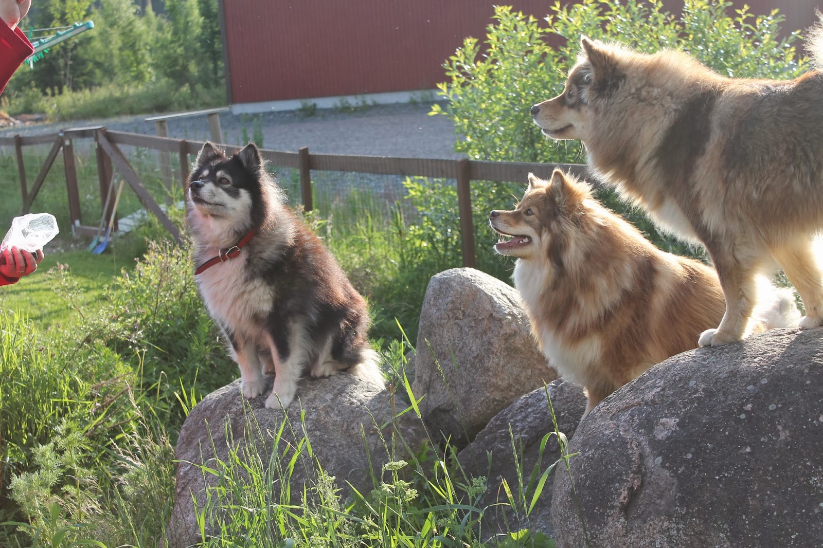 Rakkaat Lapinkoirat: Koirat