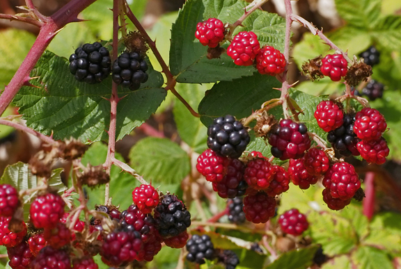 Colin Blogs: Food I'm Eating: Blackberry Season (September 12, 2012)