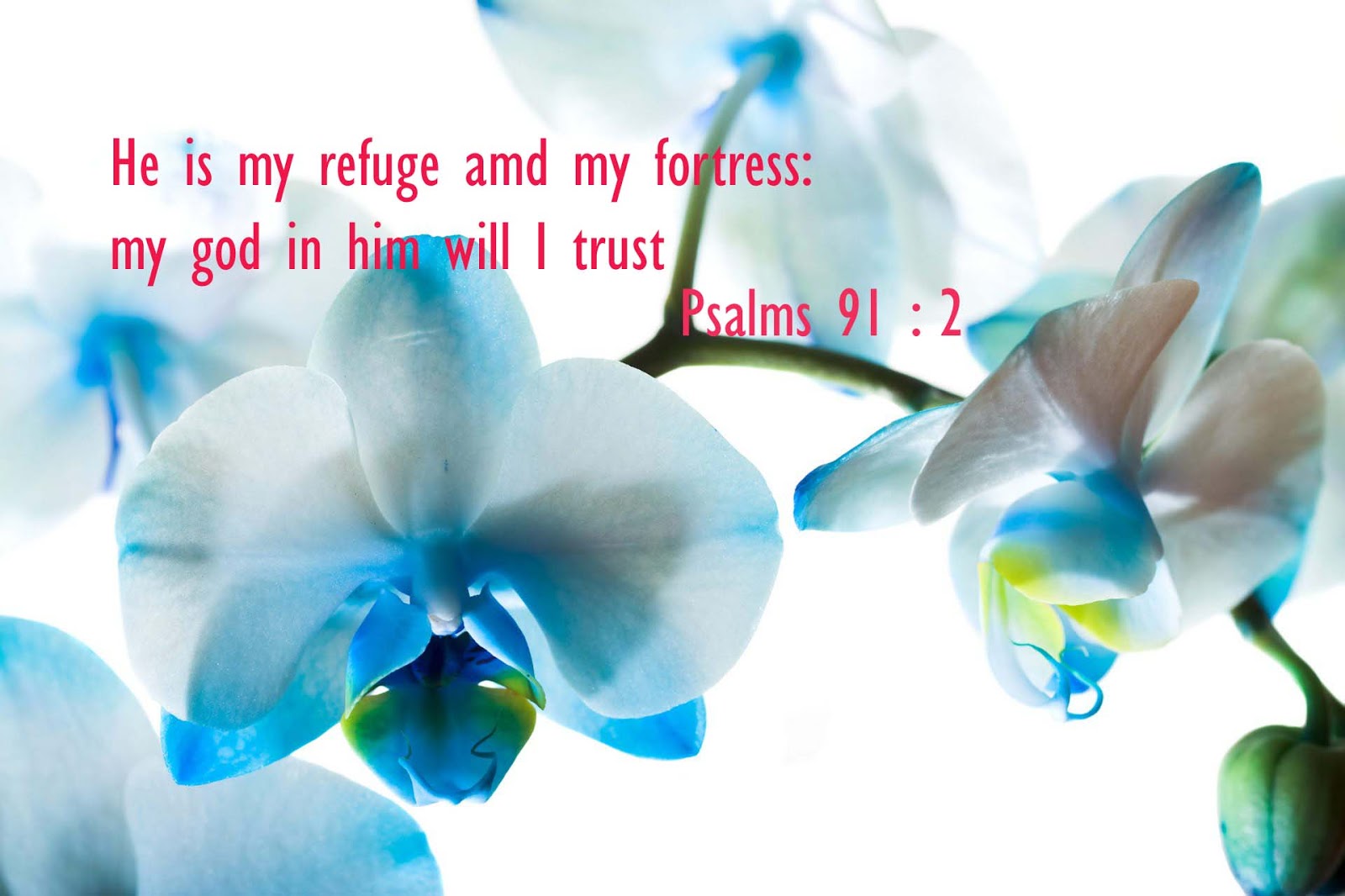 blue and white bible verses flower wallpaper | godwallpaper