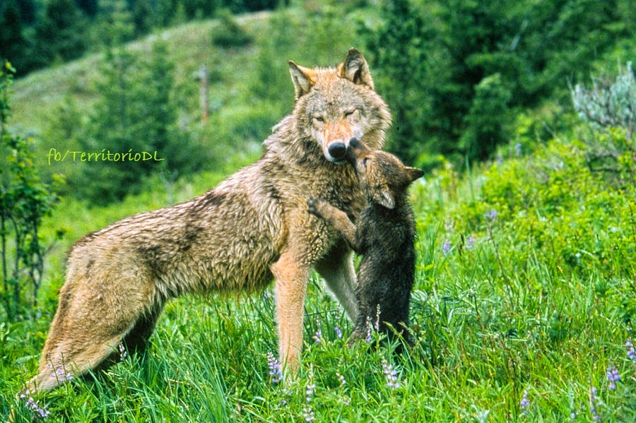 ONG Territorio de Lobos: Crecimiento y Gestación