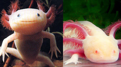 all about unique facts: Amazing Mexican Axolotl - Mexican Axolotl Facts ...