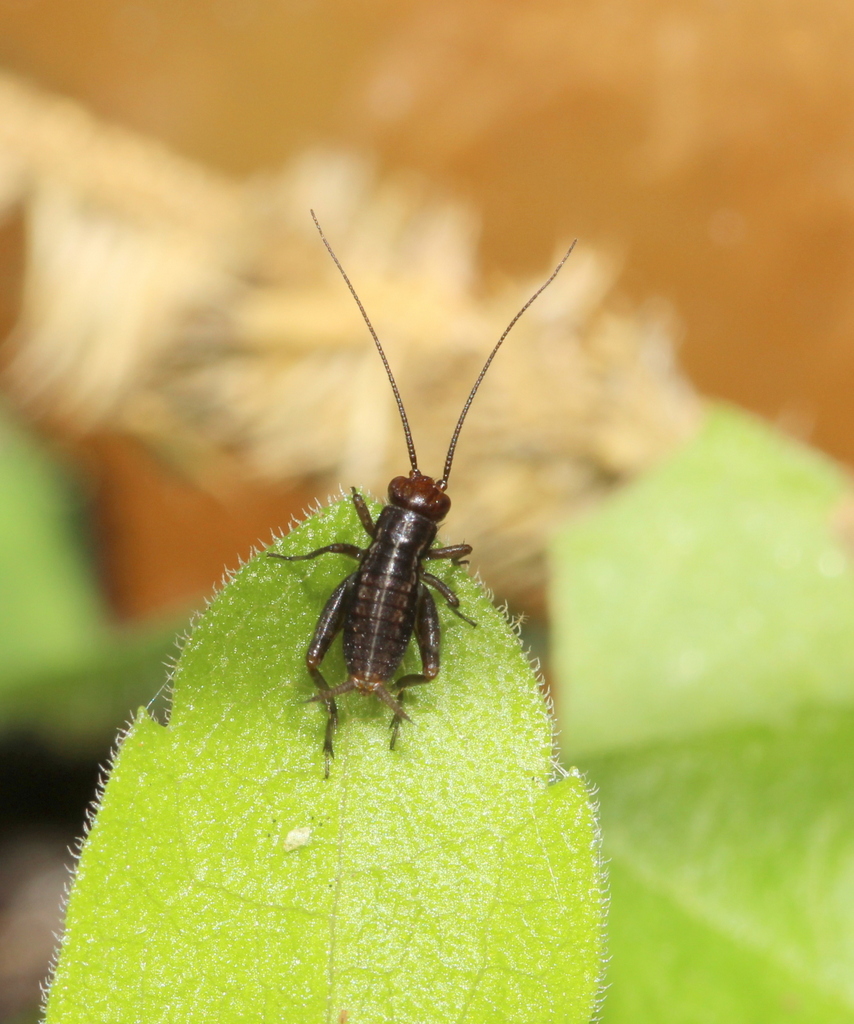 Striped Cricket Ground