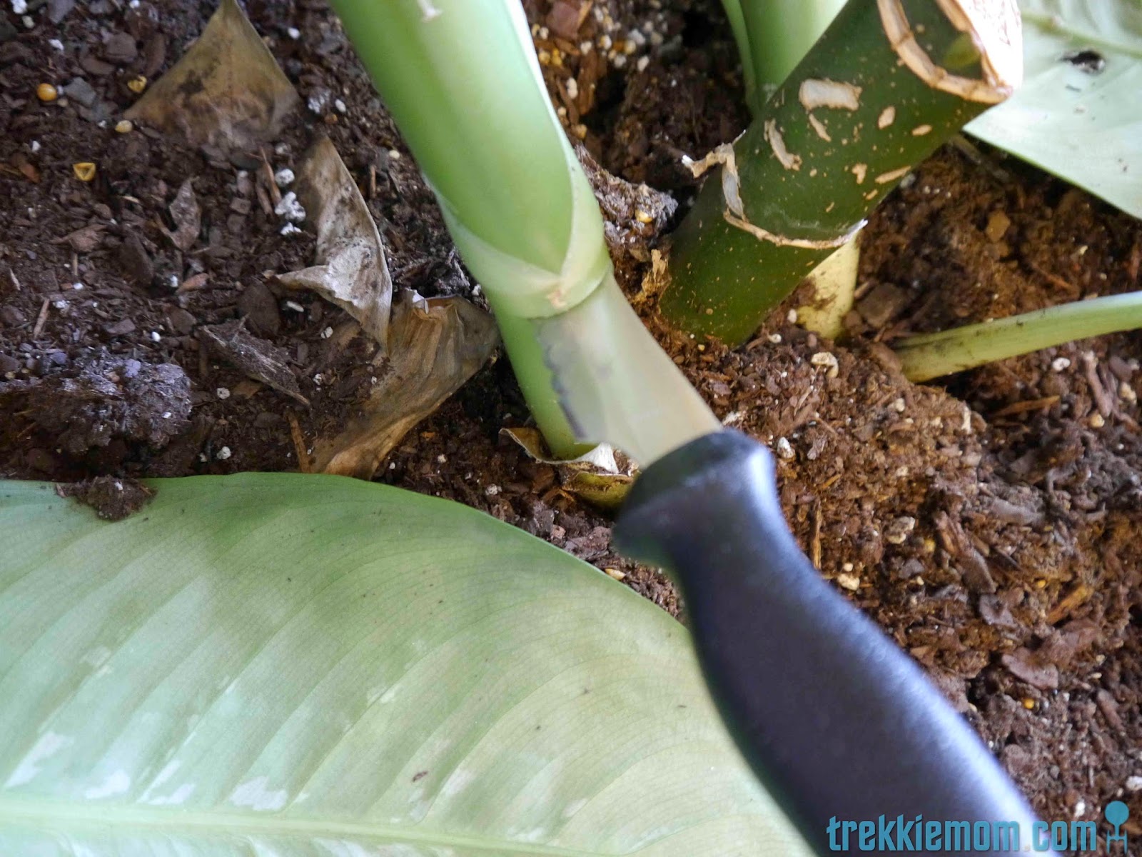 Trekkie Mom: Rooting Your House Plants