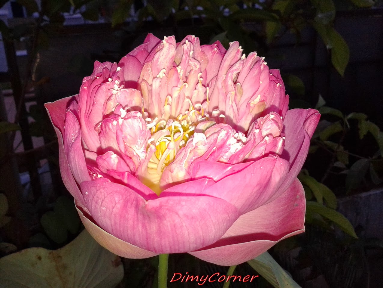 Ide 25+ Bunga Lotus, Gambar Bunga