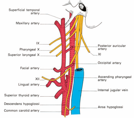 laivaasewho: ansa cervicalis