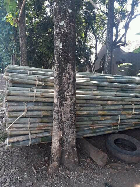 Jual bambu apus bambu petung mojokerto