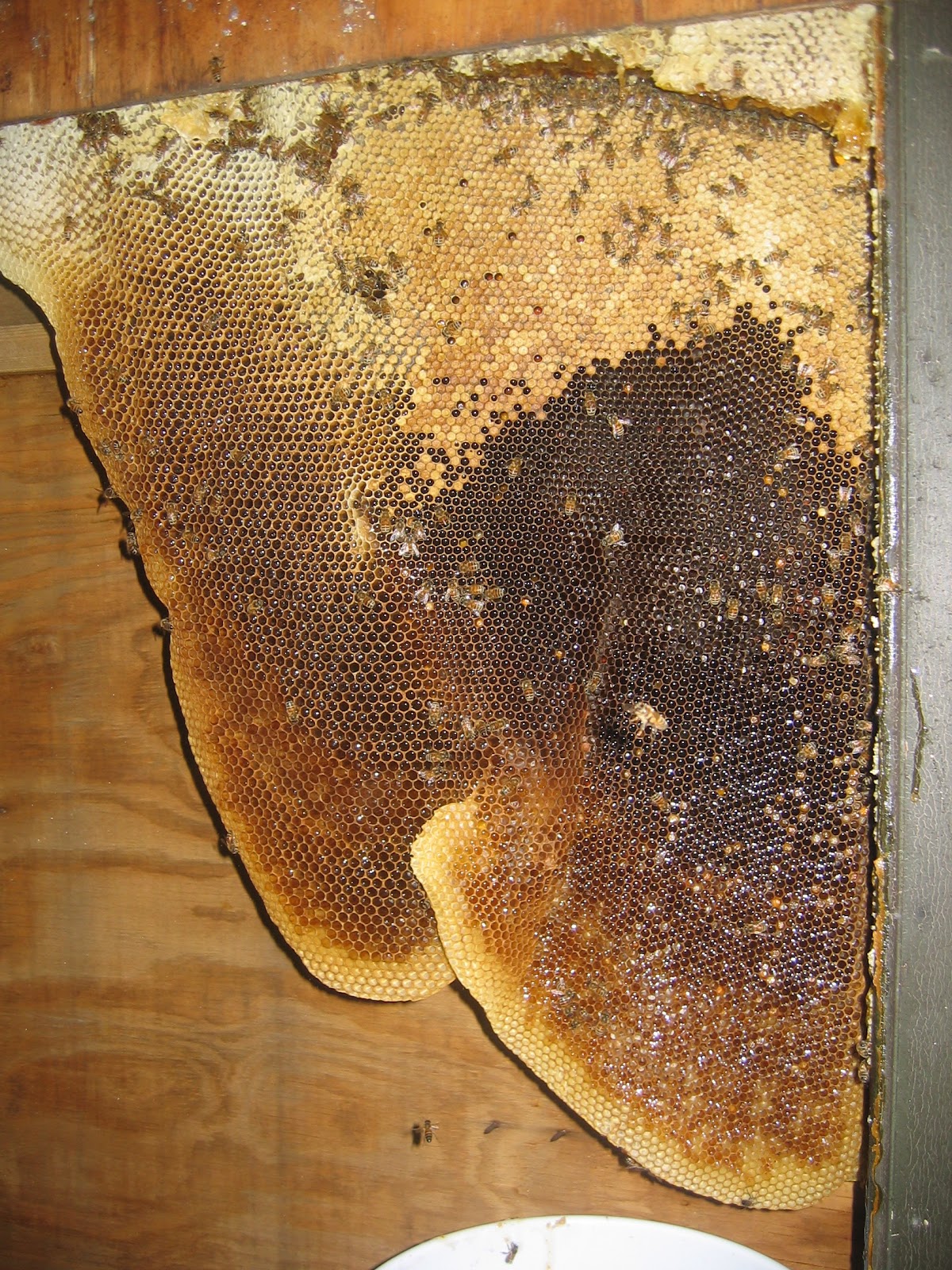 For The Time Beeing: Strange Removals Part II