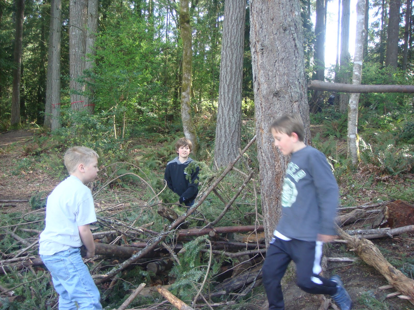 Silverwood Tree House