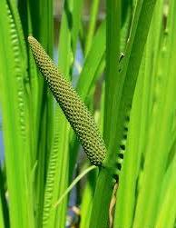 Uses of Vacha / Acorus Calamus (Calamus Root)
