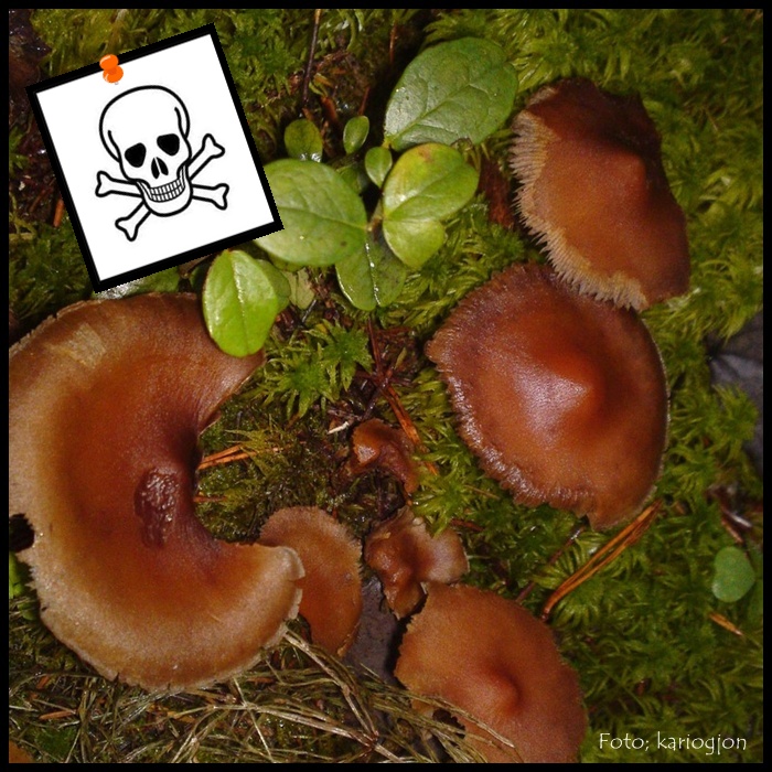kariogjon: Advarsel: Giftig sopp!