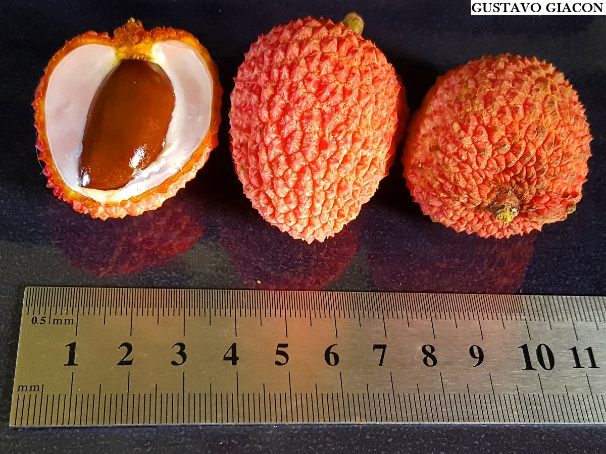 Viveiro Ciprest - Plantas Nativas e Exóticas: Lichia Bengal ( Litchi ...