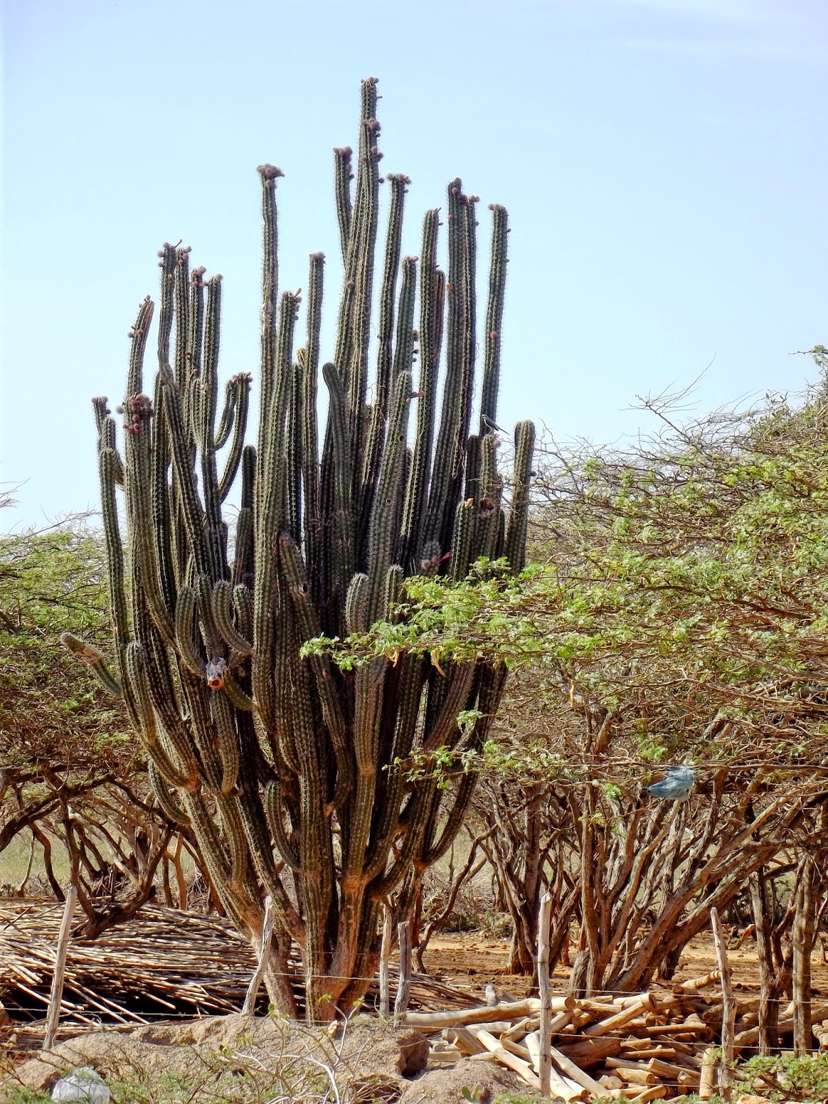 LOS VIAJES DE RICARDO ALONSO: TOUR A PARAGUANA 2014 - PARTE 2 : EL DIA 2