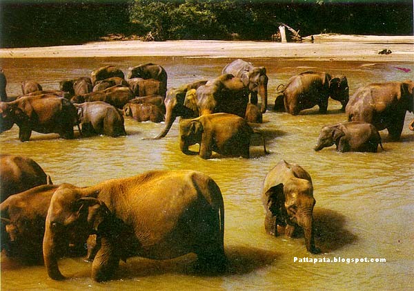 Pictures....පින්තූර : Animal....සත්තු