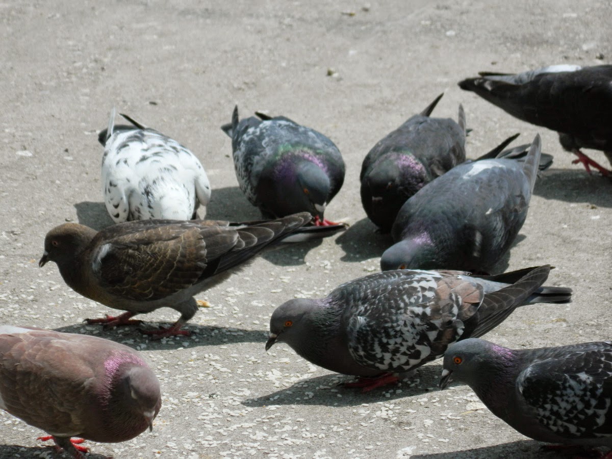 LA MULTI ANI, ROMANIA!: Porumbei si o vrabiuta