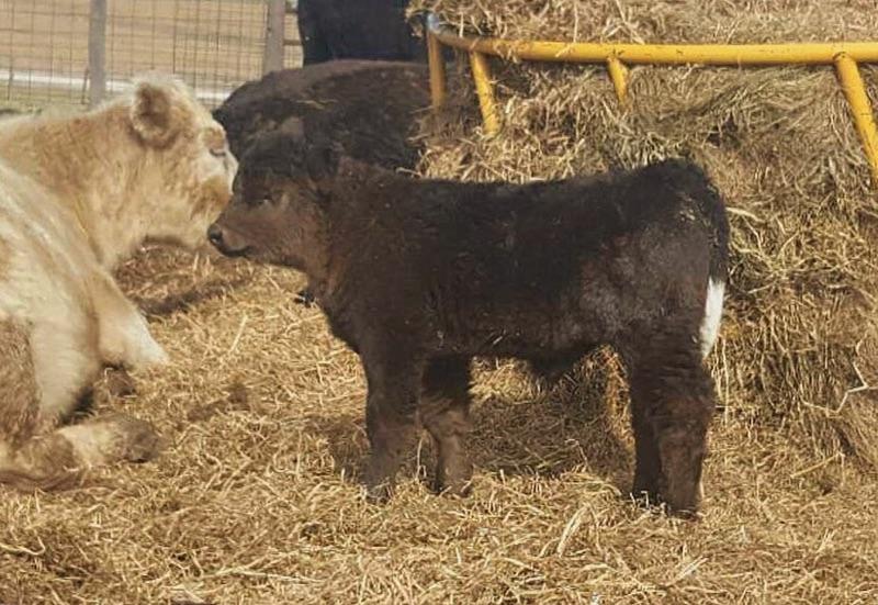 MITTAG Blog: Calf Pictures