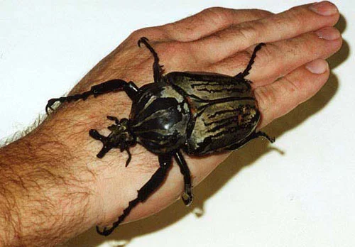 Goliath Beetle : World's largest Beetle on Earth | Most Unbelievable ...