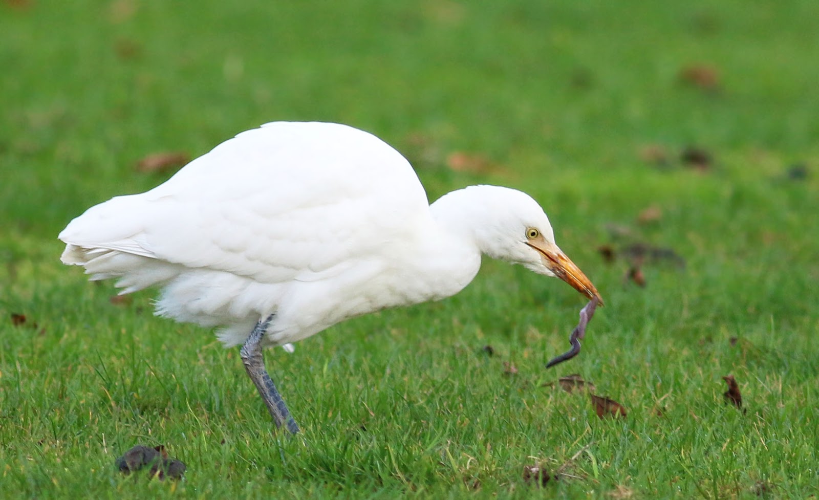 Cattle Egret